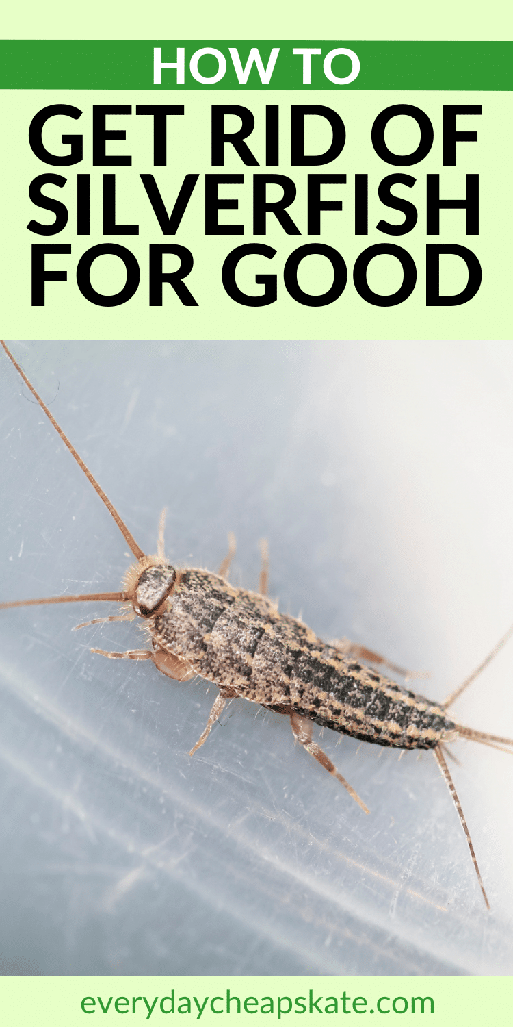 How to Get Rid of Silverfish for Good • Everyday Cheapskate