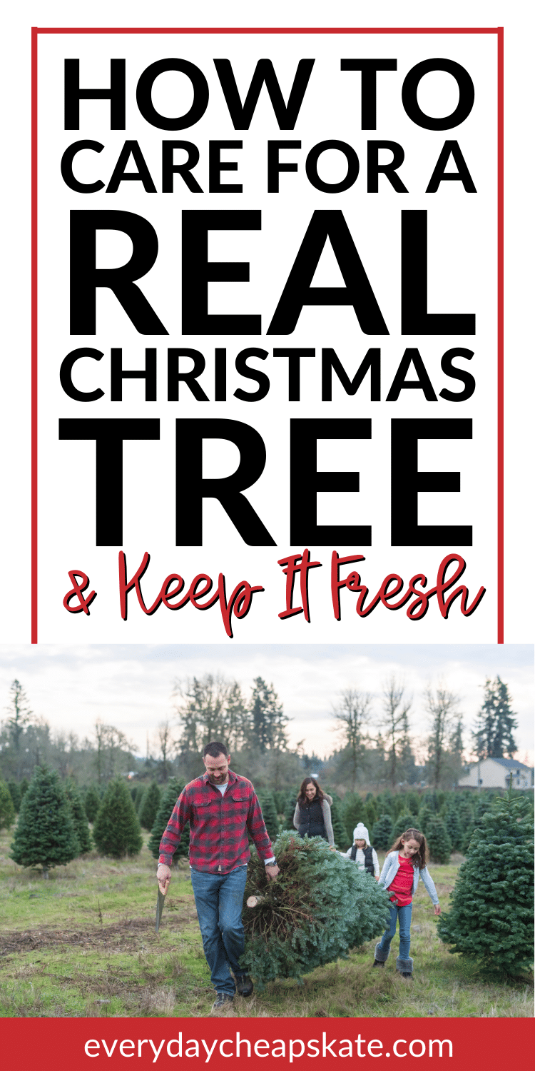 How to Care for a Real Christmas Tree and Keep It Fresh • Everyday ...
