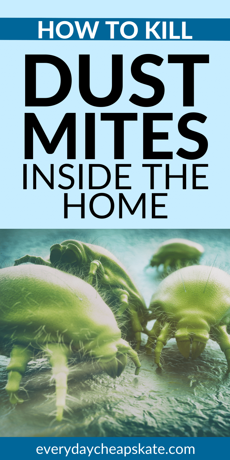 How to Get Rid of Dust Mites and Breathe Cleaner Air • Everyday Cheapskate