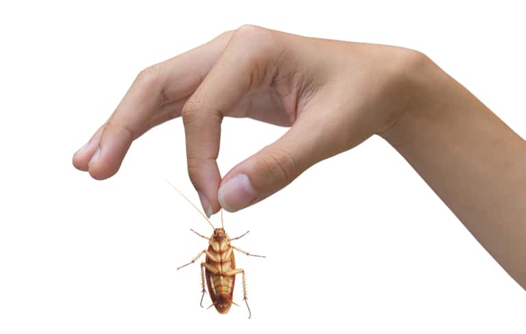 Get Rid of Bugs and Crawling Insects Fast and Easy • Everyday Cheapskate